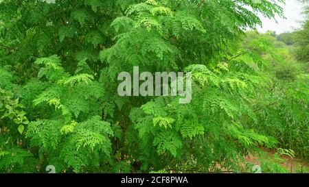 Amazing bright greenish leaves of Sahjan or Moringa tree Stock Photo ...
