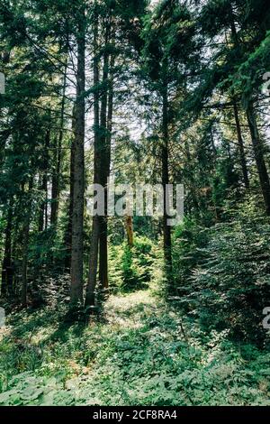 The scenic view of green deep woods valley landscape with ston bridge ...