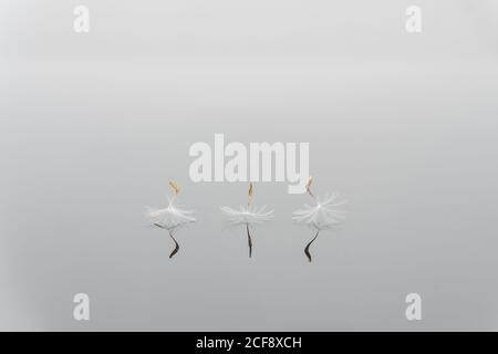 Closeup of lightweight pappus of dandelion placed in row on white ...