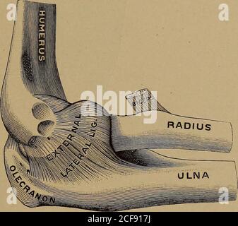 . Applied anatomy and kinesiology. Fig, 64.—The elbow-joint, outer side ...