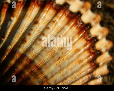 Background of seashell close-up macro. Mollusk seashell texture Stock ...