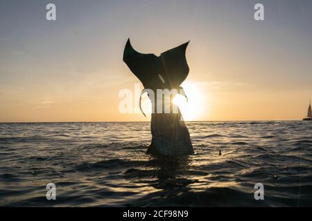 Crop beamed young mermaid with shiny fishtail diving into sea next to ...