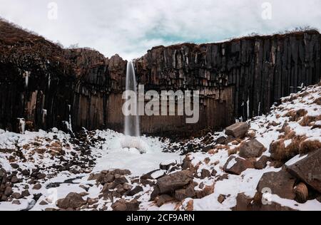 the famous Svartifoss waterfall in Iceland, near the Skaftafell glacier ...