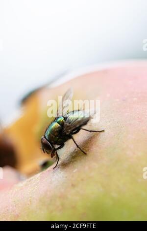 A macro shot of a green fruit fly Stock Photo - Alamy