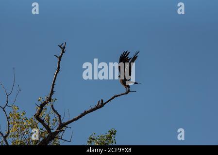 A small black bird perched on a tree branch , the Eurasian blackbird ...