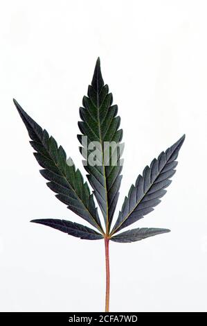 Detail of a lit marijuana or weed joint pictured outdoors near a lake ...