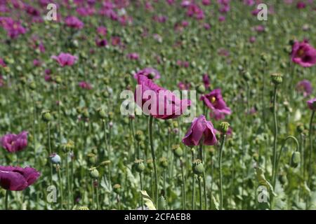 Mesmerizing shot of a field of violet poppy flowers in summer Stock ...