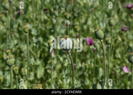 Mesmerizing shot of a field of violet poppy flowers in summer Stock ...