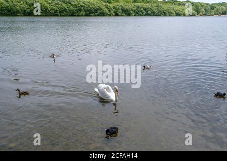 A mute swan, swims in Ruislip Lido reservoir, a 60-acre manmade lake ...