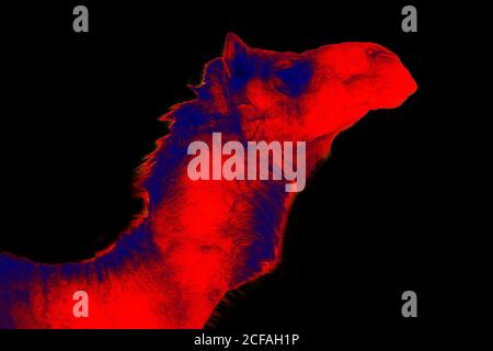Camel dromader in scientific high-tech thermal imager on black ...