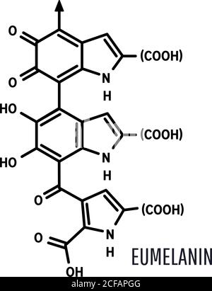 Melanin molecule. Structural chemical formula and molecule model on the ...