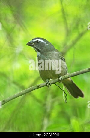 GREEN WINGED SALTATOR Saltator similis Brazil Stock Photo - Alamy