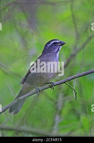 GREEN WINGED SALTATOR Saltator similis Brazil Stock Photo - Alamy