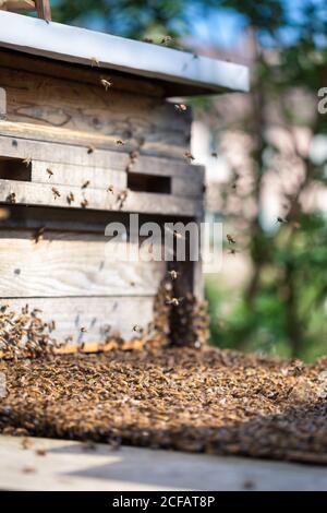 Honey bees moving and working around their hive Stock Photo - Alamy