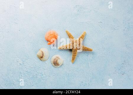 Top view on starfish and seashells on blue wooden background as concept ...