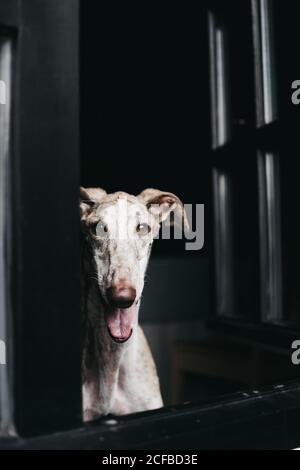Adorable Spanish greyhounds looking through window while sitting behind ...