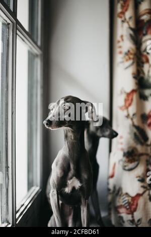 Adorable Spanish greyhounds looking through window while sitting behind ...