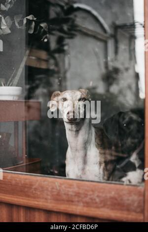 Adorable Spanish greyhounds staring at camera while sitting behind ...