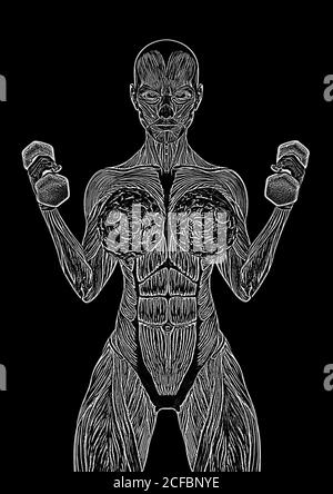 female bodybuilding in muscle maps doing aerobics with dumbbell in ...