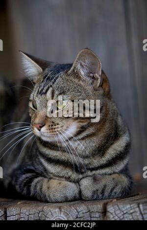 DOMESTIC CAT IN NAMIBIA Stock Photo - Alamy