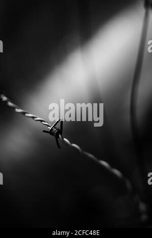 Closeup of shiny strained metal barbed wire on blurred background in ...