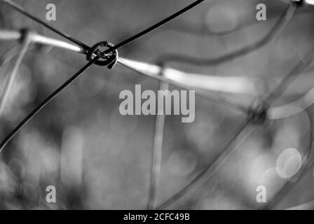 Closeup of shiny strained metal barbed wire on blurred background in ...