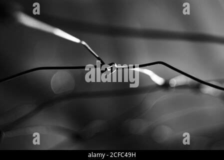Closeup of shiny strained metal barbed wire on blurred background in ...