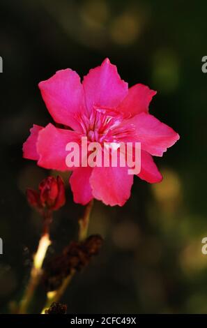 Aromatic saturated red flower on thin leg growing on bush with dark ...