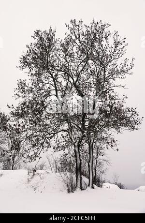 Thin leafless trees growing on snowy ground of cold winter day in ...