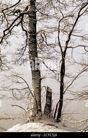Thin leafless trees growing on snowy ground of cold winter day in ...