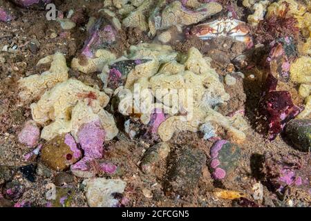 Compound sea squirt, Didemnum vexillum. This invasive colonial tunicate ...