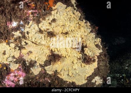 Compound sea squirt, Didemnum vexillum, a chordate marine animal, in ...