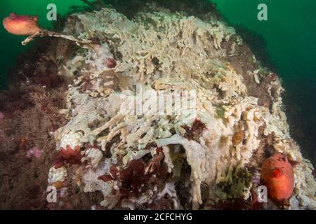 Compound sea squirt, Didemnum vexillum, a chordate marine animal, in ...