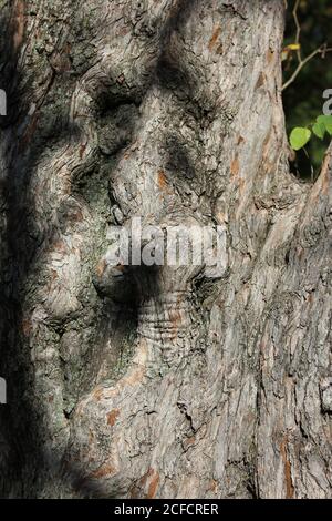 An old gnarly tree in the bright sunshine Stock Photo - Alamy