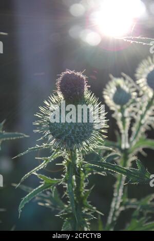 Natural wonders of the common milk thistle Stock Photo - Alamy
