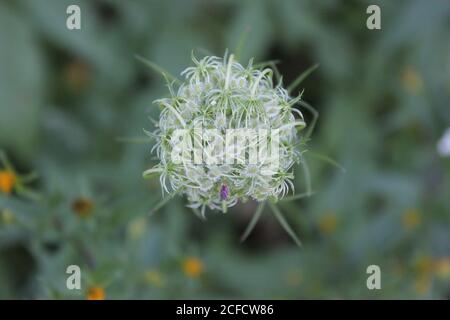 Natural wonders of the Queen Anne's Lace wildflower Stock Photo - Alamy