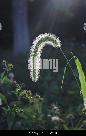 Wild wheatgrass growing in the woods Stock Photo - Alamy