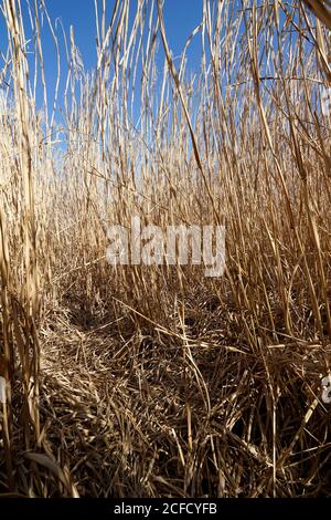 Giant, Chinese reed, Energy plant Stock Photo - Alamy