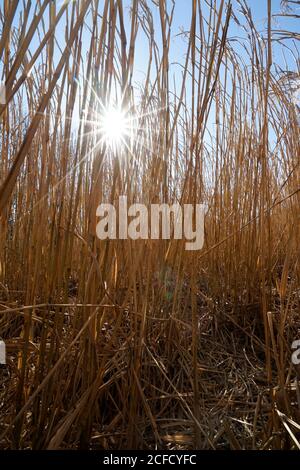 Giant, Chinese reed, Energy plant Stock Photo - Alamy