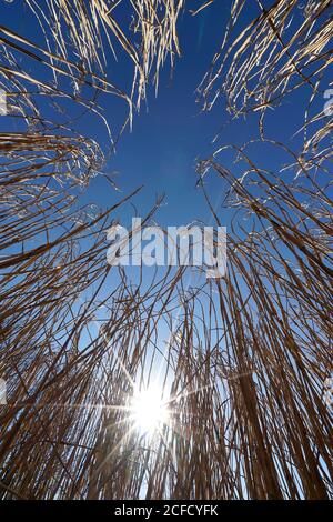 Hybrid, Giant Chinese reed, Giant Chinese reed, Elephant grass, Sweet ...