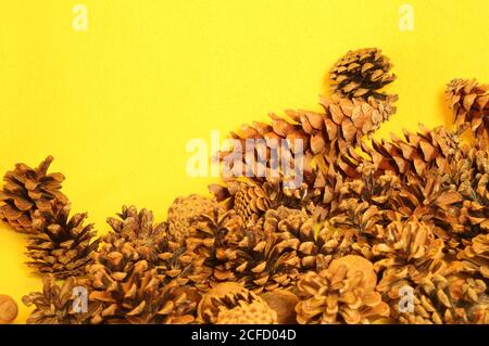 Dry cones on a yellow background Stock Photo - Alamy