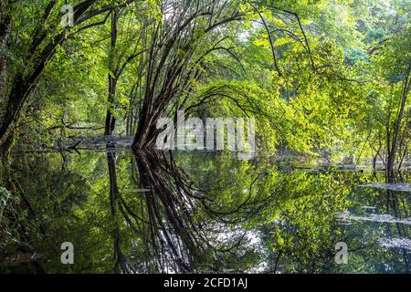 Swamp in the jungle of Calakmul, Yucatan Peninsula, Mexico Stock Photo ...