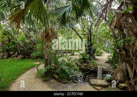 Jungle around Cenote Crystal - karst cave in Tulum. Quintana Roo ...