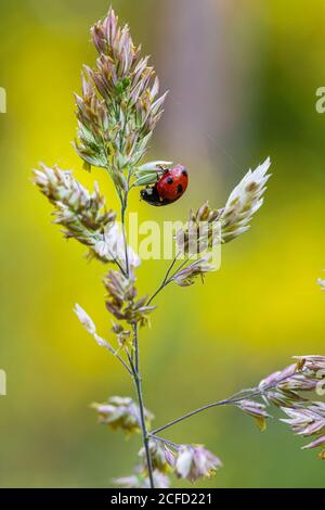 A close-up shot of a ladybug on a flower in a garden Stock Photo - Alamy
