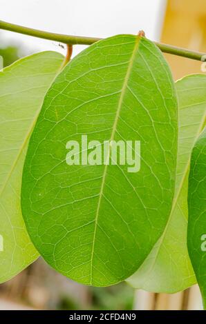 Leaves Of The Cynophalia Flexuosa On A Stem Stock Photo - Alamy