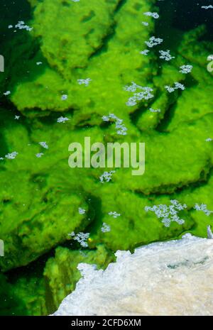 Salt crystal particles Stock Photo - Alamy