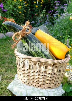 Zucchini harvest in a basket - striped "Coucouzelle", two-tone yellow ...
