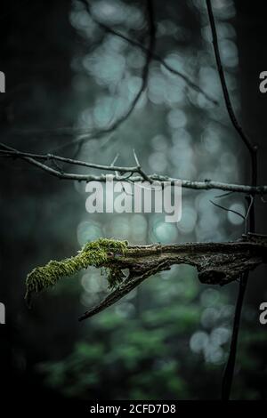 CGI, monster in the forest Stock Photo - Alamy