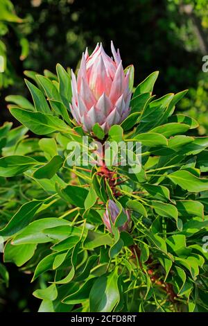 King protea (Protea cynaroides), Betty's Bay, South Africa Stock Photo ...