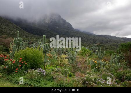 Genuine Silver tree (Leucadendron argenteum), flower, flowering ...